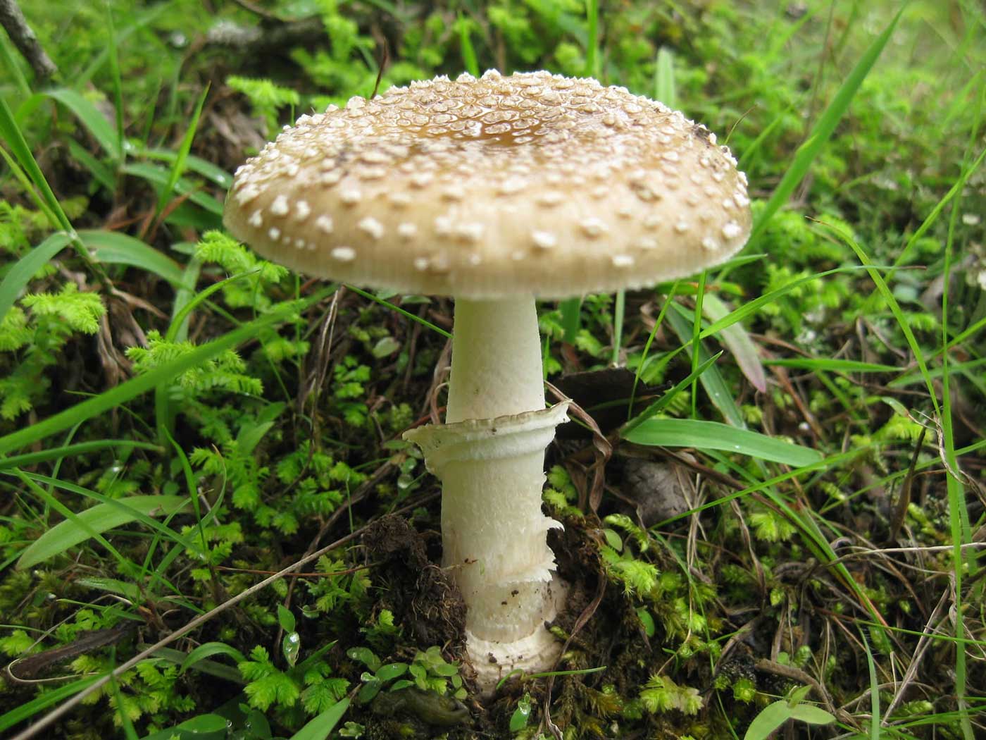 मकवानपुरमा जङ्गली च्याउ खाँदा तीन जनाको मृत्यु, १६ जना बिरामी – Maitri News